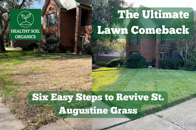 The Ultimate Lawn Comeback: Six Easy Steps to Revive St. Augustine Gra ...